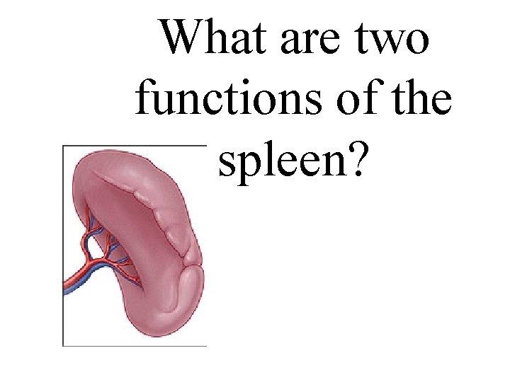 BLOOD CARDIOVASCULAR AND LYMPHATIC SYSTEMS What are three
