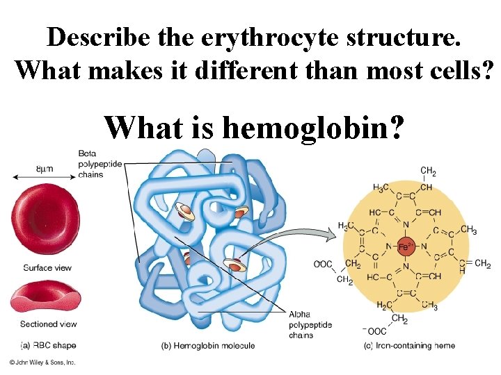 BLOOD CARDIOVASCULAR AND LYMPHATIC SYSTEMS What are three