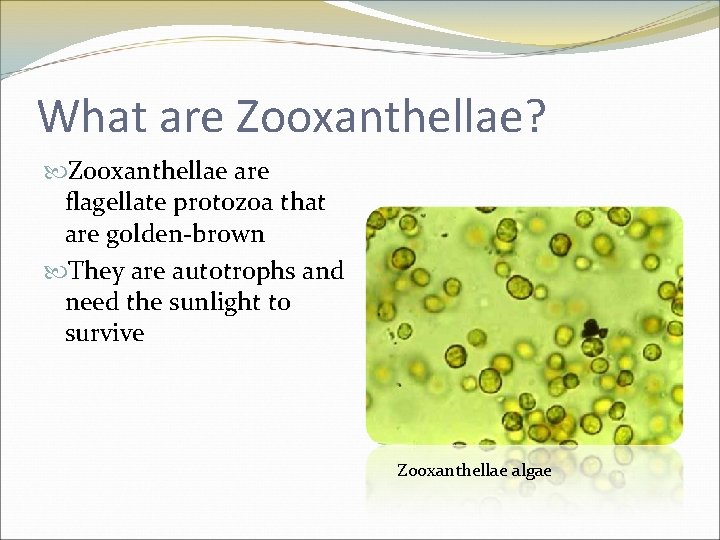 Coral and Zooxanthellae Symbiosis Gautam Sanka What is