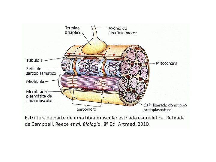 Tecido Muscular MEDICINA HISTOLOGIAFOBUSP O sistema muscular do