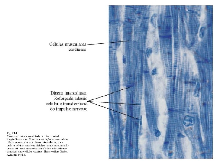 Tecido Muscular MEDICINA HISTOLOGIAFOBUSP O sistema muscular do