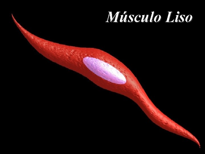 Tecido Muscular MEDICINA HISTOLOGIAFOBUSP O sistema muscular do