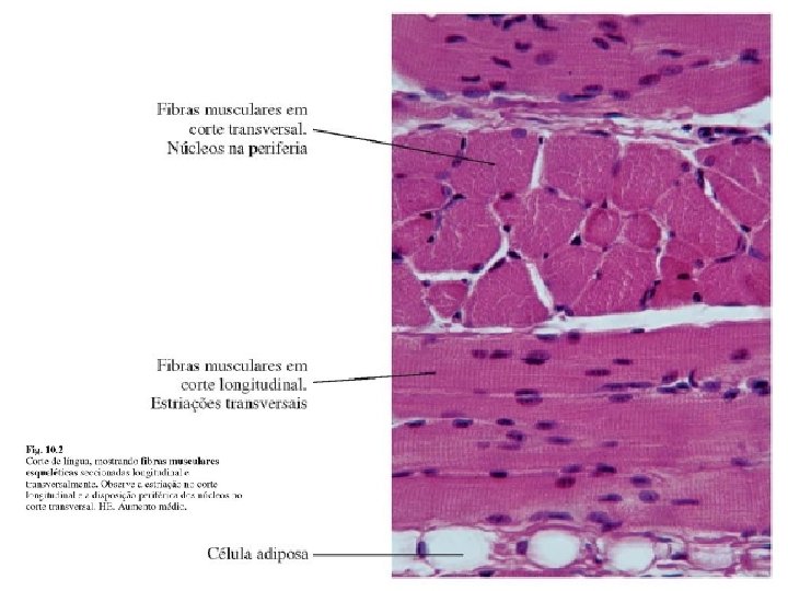 Tecido Muscular MEDICINA HISTOLOGIAFOBUSP O sistema muscular do
