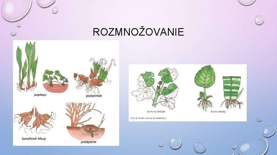 RASTLINY 1 RONK Z PRVOUKA IVOTN PREJAVY RASTLN