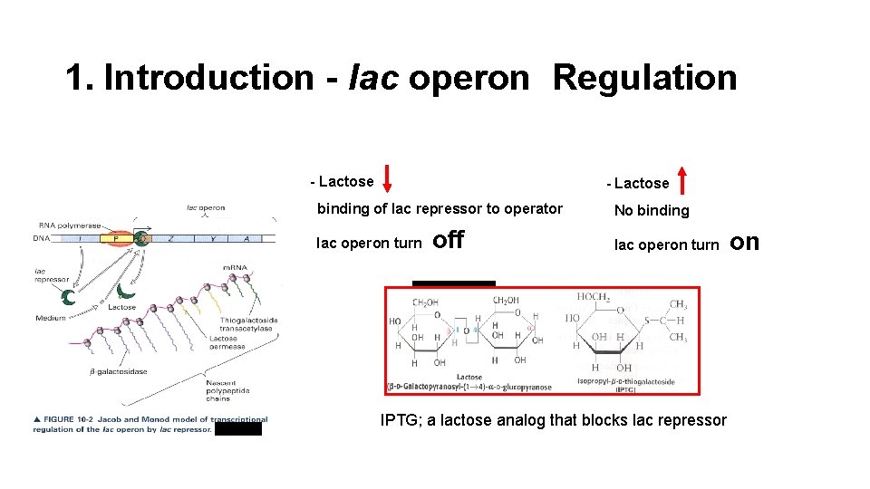 Protein Overexpression in E coli and Purification by