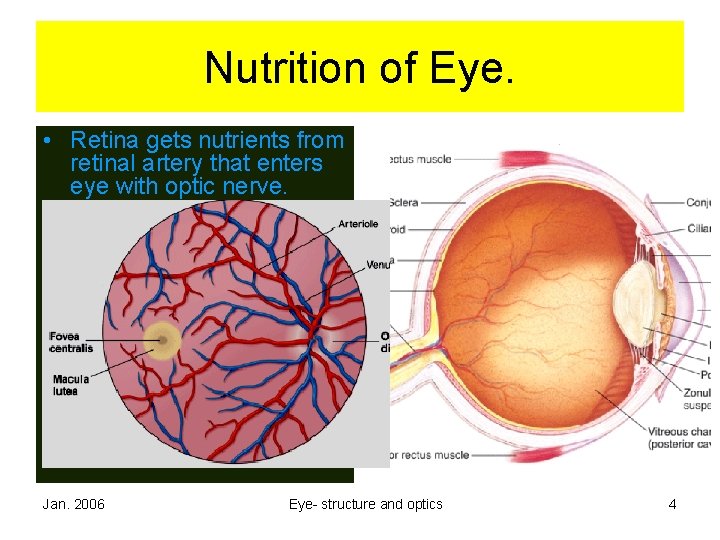 Eye Structure and Refraction Prof K Sivapalan Structure
