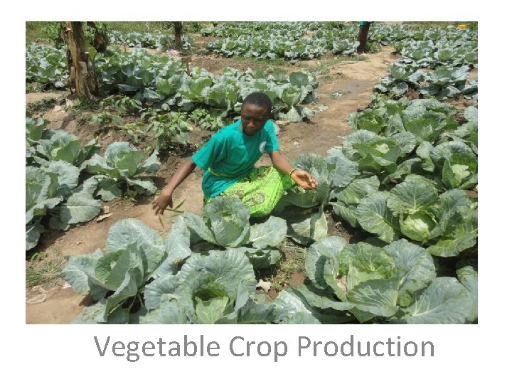 Vegetable Crop Production LEARNING OBJECTIVES By the end