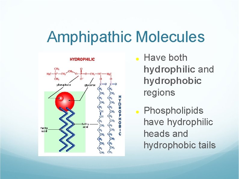 Membrane Structure and Function Selectively permeable membranes are