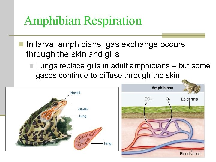 Nonvertebrate Chordates Fishes and Amphibians Chapter 30 30