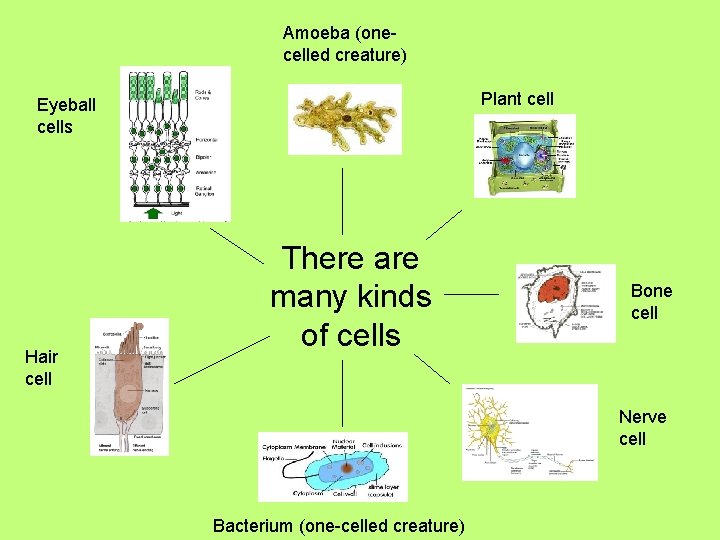 Our bodies are made up of millions of