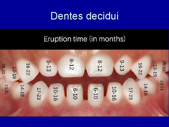 Composition and parts of the oral cavity palate