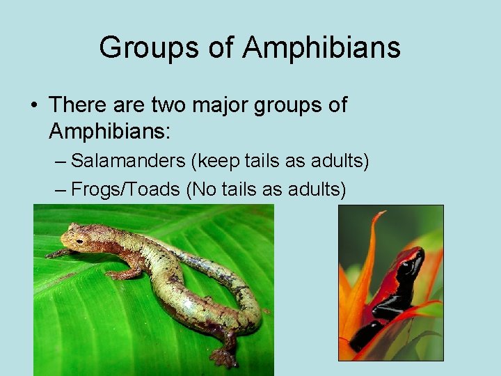 Ch 11 3 What is an Amphibian An