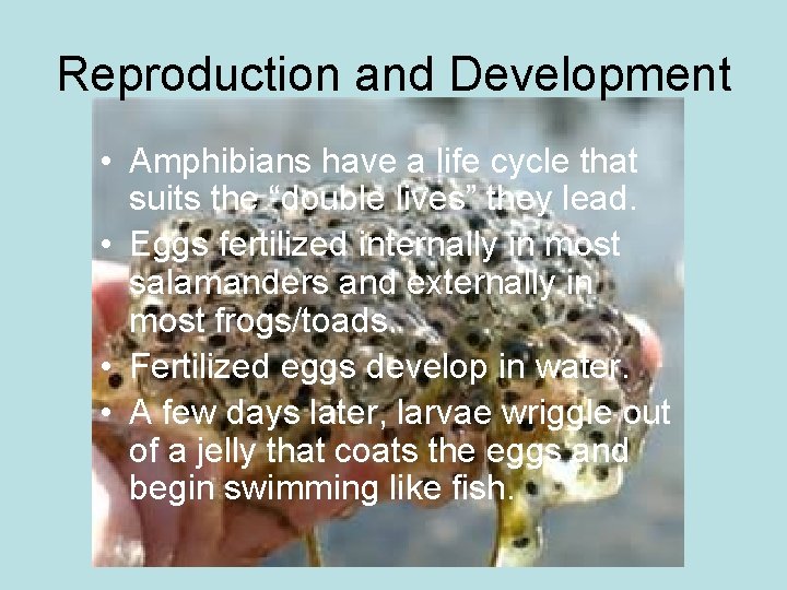 Ch 11 3 What is an Amphibian An