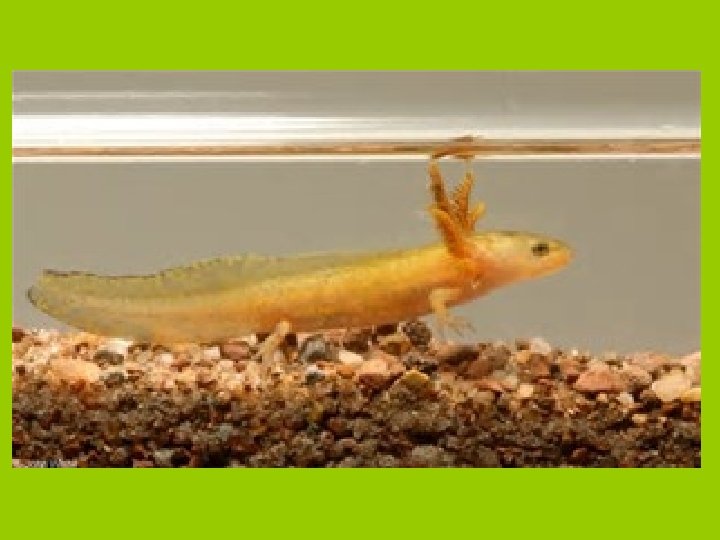 Ch 11 3 What is an Amphibian An