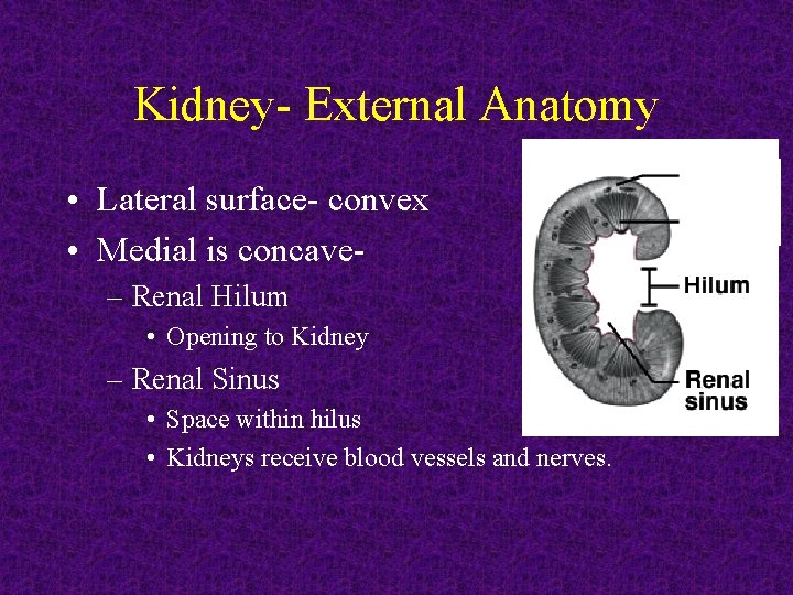 Urinary system Lab 7 Announcements Urinary system Lab