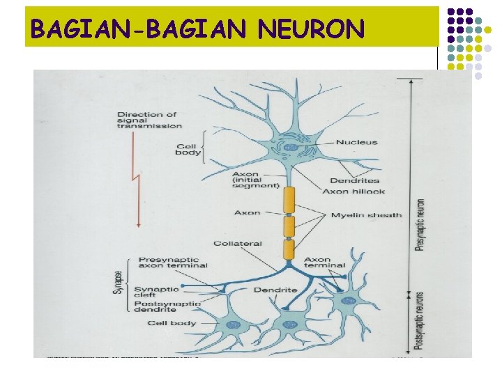 Sistem Saraf ALMAULANA SEL EKSITABEL SEL PEKA RANGSANG