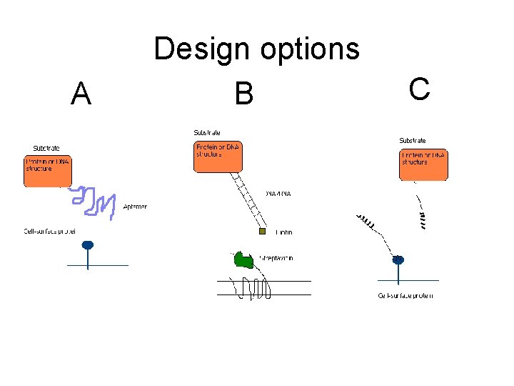 DNAbased cell targeting Overview Goals 3 designs Possible
