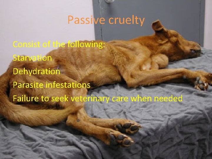 Animal Cruelty How can it be stopped Types