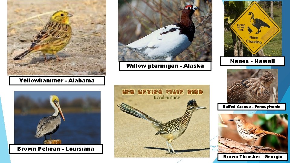 Lesson 7 11 Weights of State Birds Overview