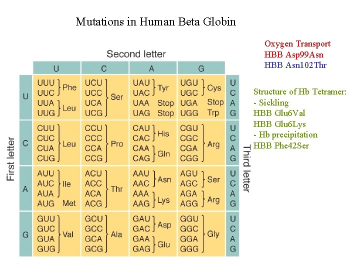 Lecture 5 Topic 3 Human beta globin gene