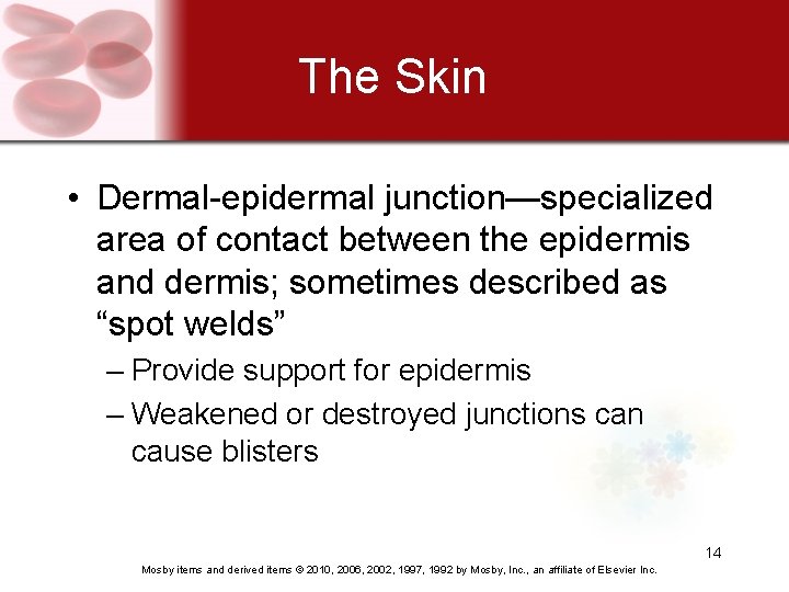 Chapter 6 The Integumentary System and Body Membranes