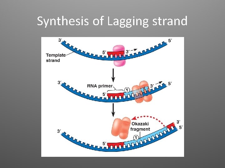 Chapter 13 Molecular Basis of Inheritance The Search