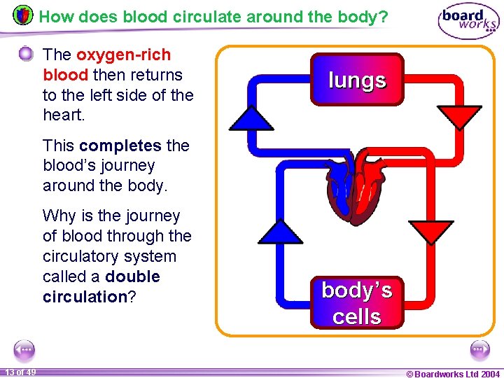 KS 4 Biology The Heart and Circulatory System