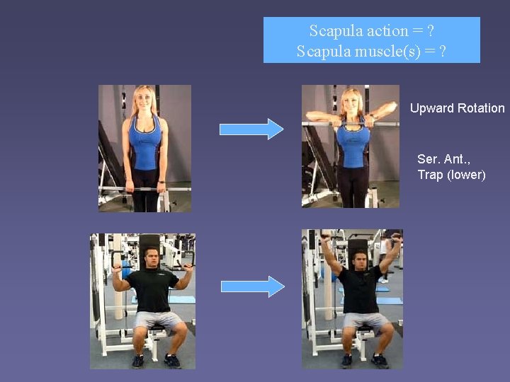 Shoulder Girdle Exercises and Review Exercises www bodybuilding