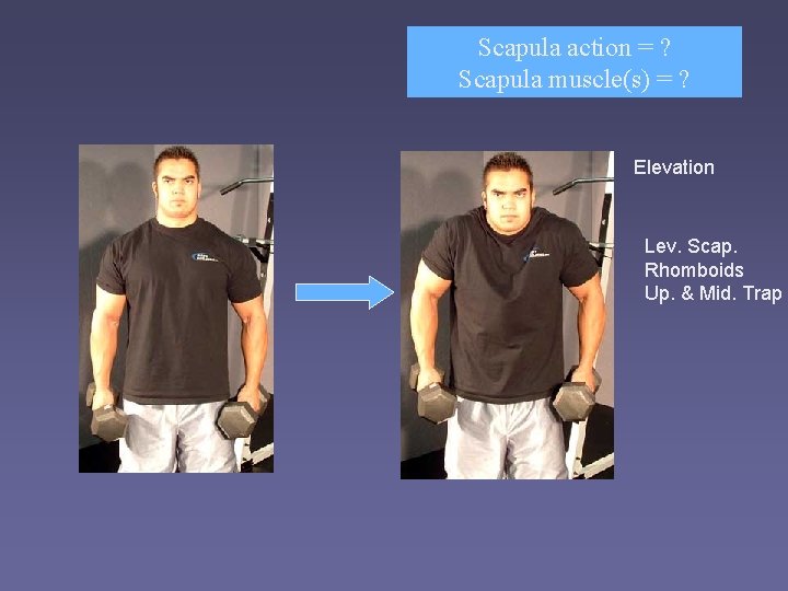 Shoulder Girdle Exercises and Review Exercises www bodybuilding