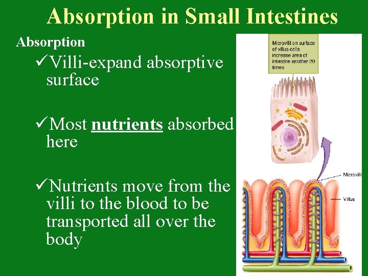 ABSORPTION Digestion and Absorption of Food Nutrients Digestion