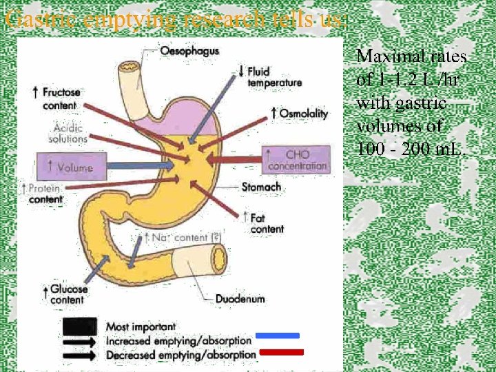 ABSORPTION Digestion and Absorption of Food Nutrients Digestion