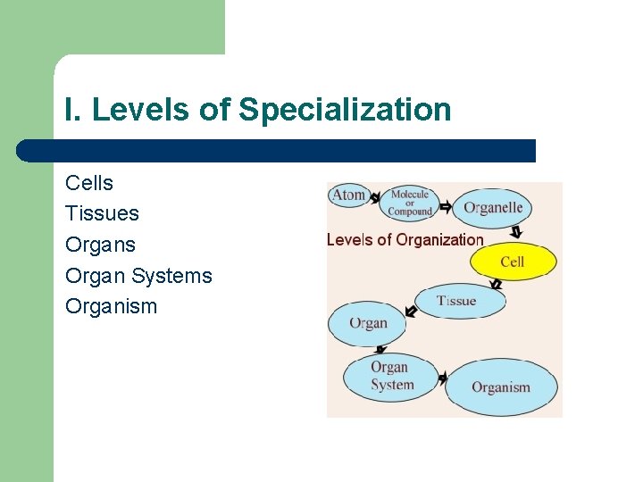 CELLULAR ORGANIZATION Cells Tissues Organs Organ Systems of