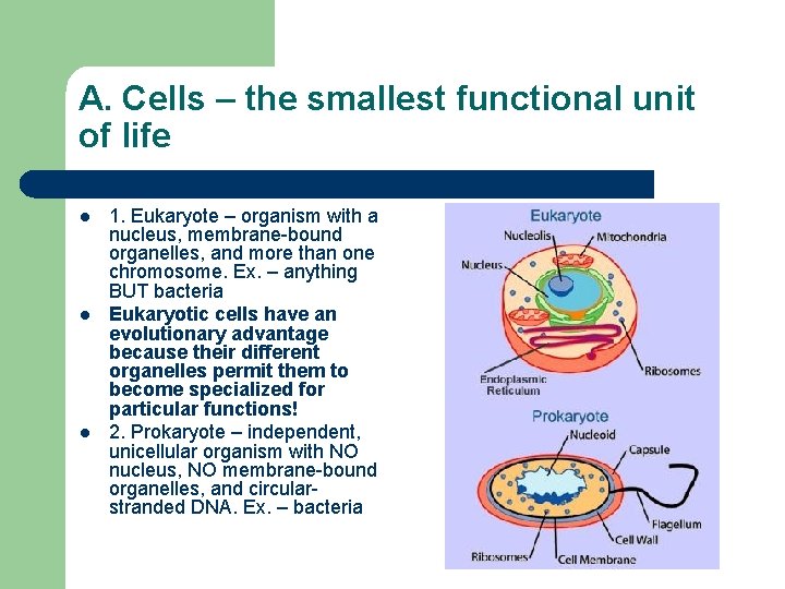 CELLULAR ORGANIZATION Cells Tissues Organs Organ Systems of