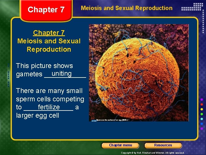 Chapter 7 Meiosis and Sexual Reproduction This picture