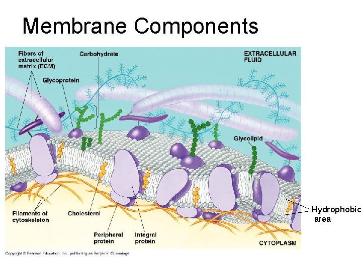Cell Membrane General Physiology Dr Tony Serino The