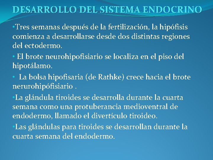 DESARROLLO DEL SISTEMA ENDOCRINO Tres semanas despus de