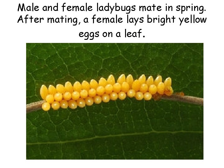 The Life Cycle of the Ladybug Inspired by