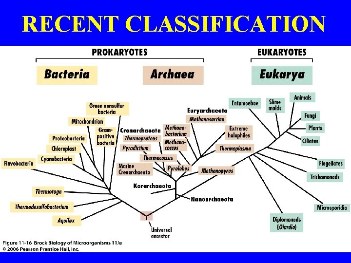 BIODIVERSITY I BIOL 1051 TAXONOMY Professor Marc C