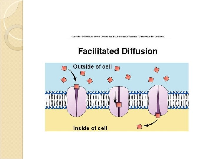 Diffusion and Osmosis Academic Biology Notes Cell Boundaries
