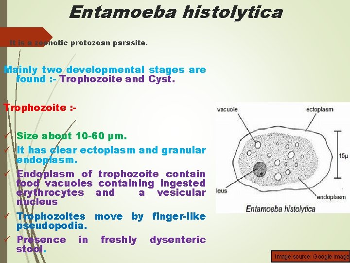 Entamoeba Hexamita Giardia Balantidium coli Dr AJIT KUMAR