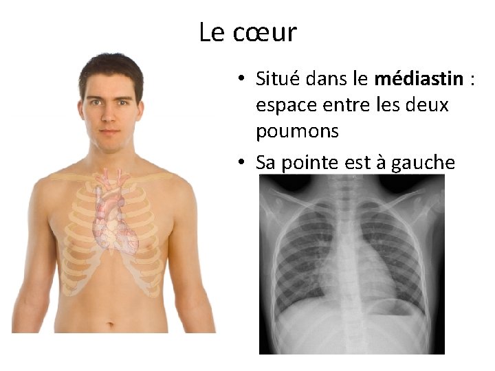 APPAREIL CARDIOCIRCULATOIRE PLAN 1 Anatomie Vue densemble de