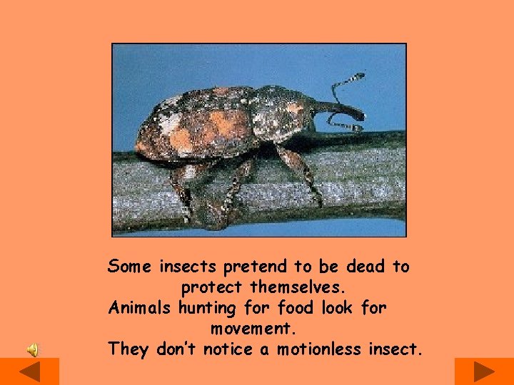 Exploring the World of Insects An accessible book