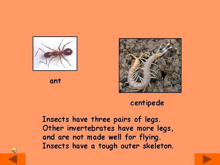 Exploring the World of Insects An accessible book