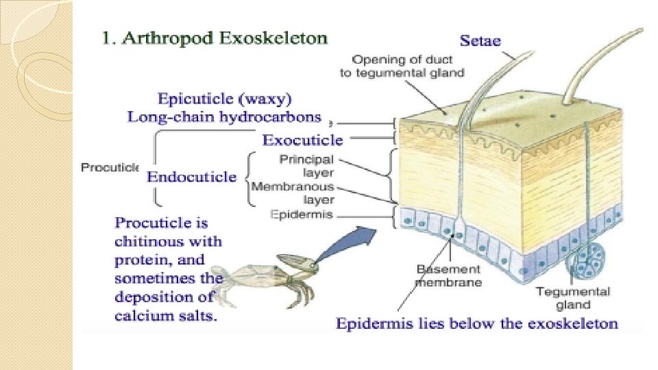 INTRODUCTION An exoskeleton is an external skeleton that