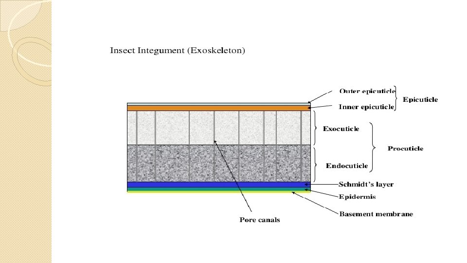 INTRODUCTION An exoskeleton is an external skeleton that