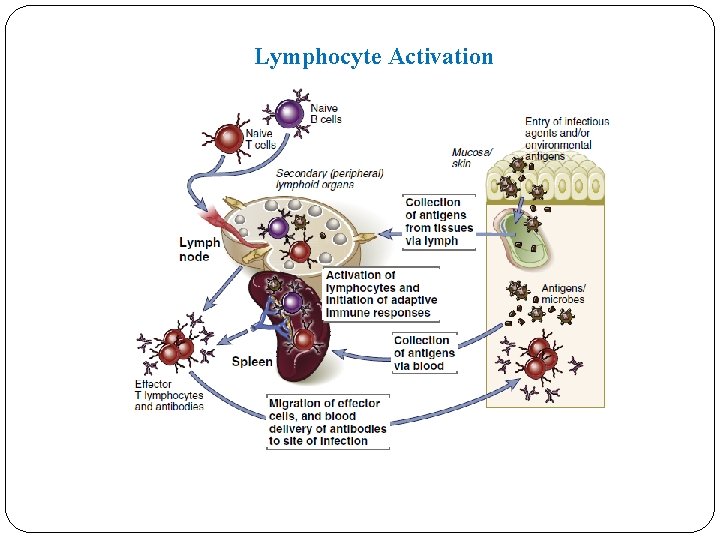 Chapter 2 Cells Tissues of Immune System CELLS