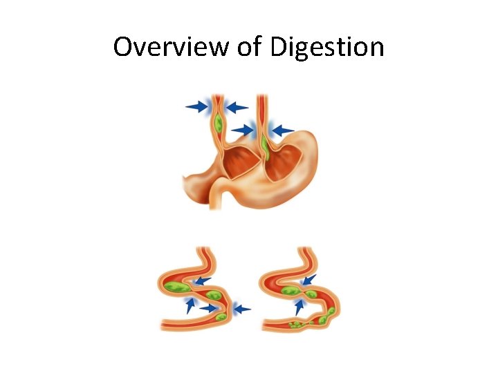 The Human Body From Food to Fuel BIOL