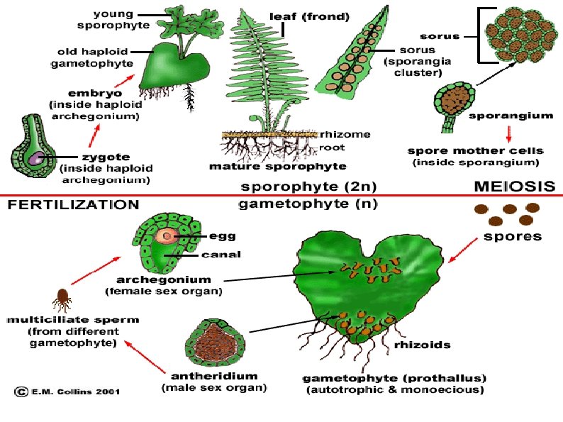 Try This 1 What is the dominant stage