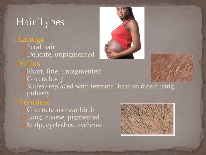 Hair Types Lanuga Fetal hair Delicate unpigmented Vellus