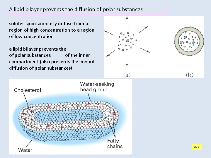Cell Membrane Review of phospholipid bilayer Monomers of